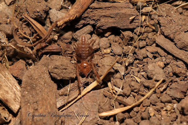 Solifugid | Project Noah