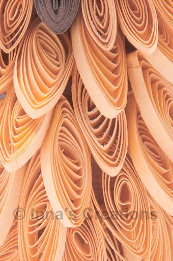 Inna's Creations: Quilled baby owl