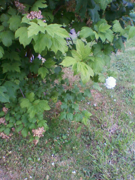 Vvvvvvb | Project Noah