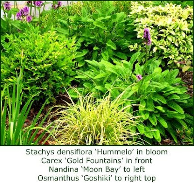 Favorite Neat Mounding Plants for Sun?