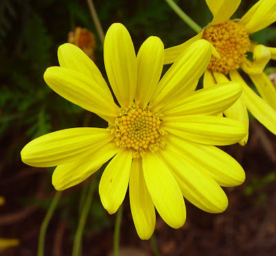 Một Khoảng Trời Mây: Về Yêu Hoa Cúc