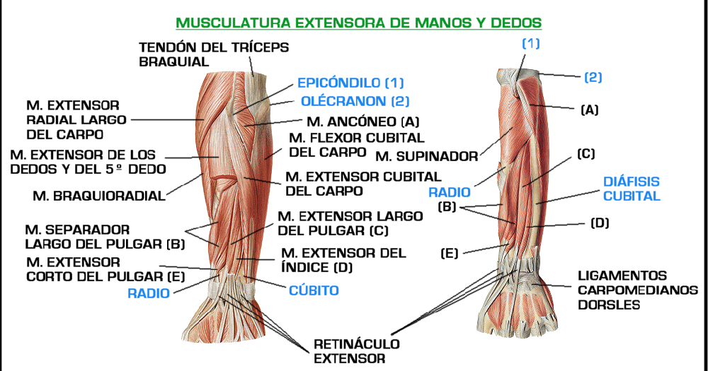ESPACIO, AMOR Y LOCURA: TENDINITIS DE LA EXTREMIDAD SUPERIOR --IV ...