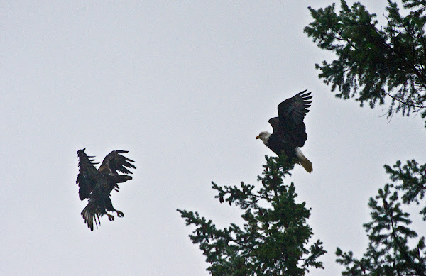 Bald Eagle | Project Noah