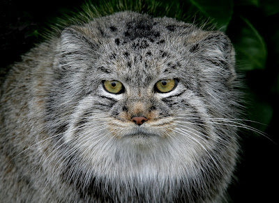 Conhecendo os Animais: Felideos