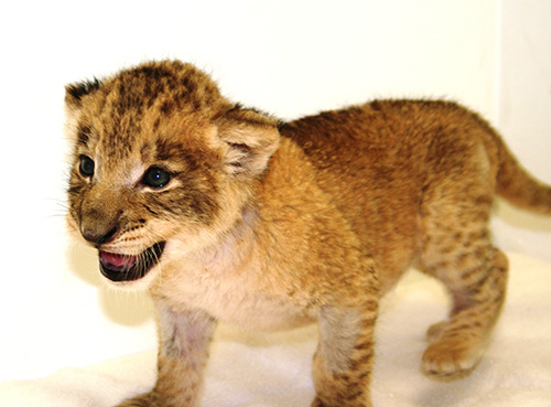 Imágenes de leones bebés - Imagui
