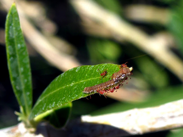 Leaf-footed Stink Bug Nymph | Project Noah