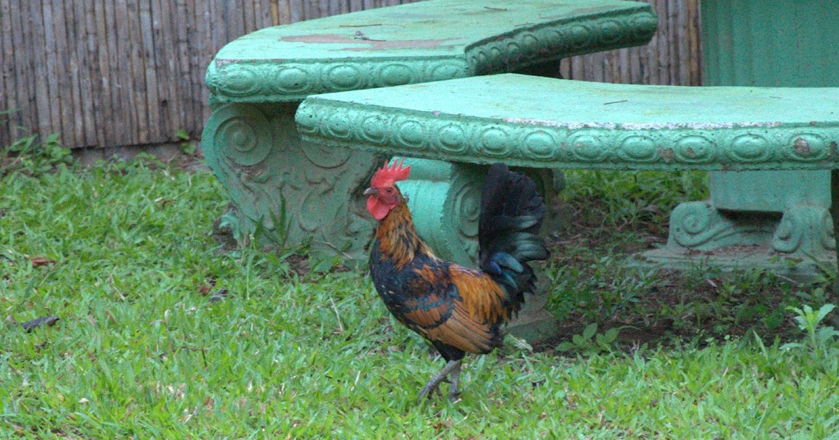 Journey With Children: Coq Chantant