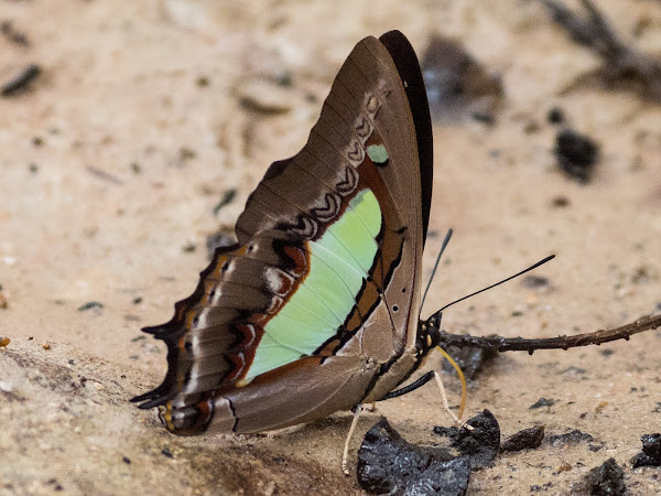 Common Nawab | Project Noah