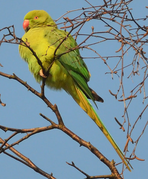 Rose-ringed Parakeet | Project Noah