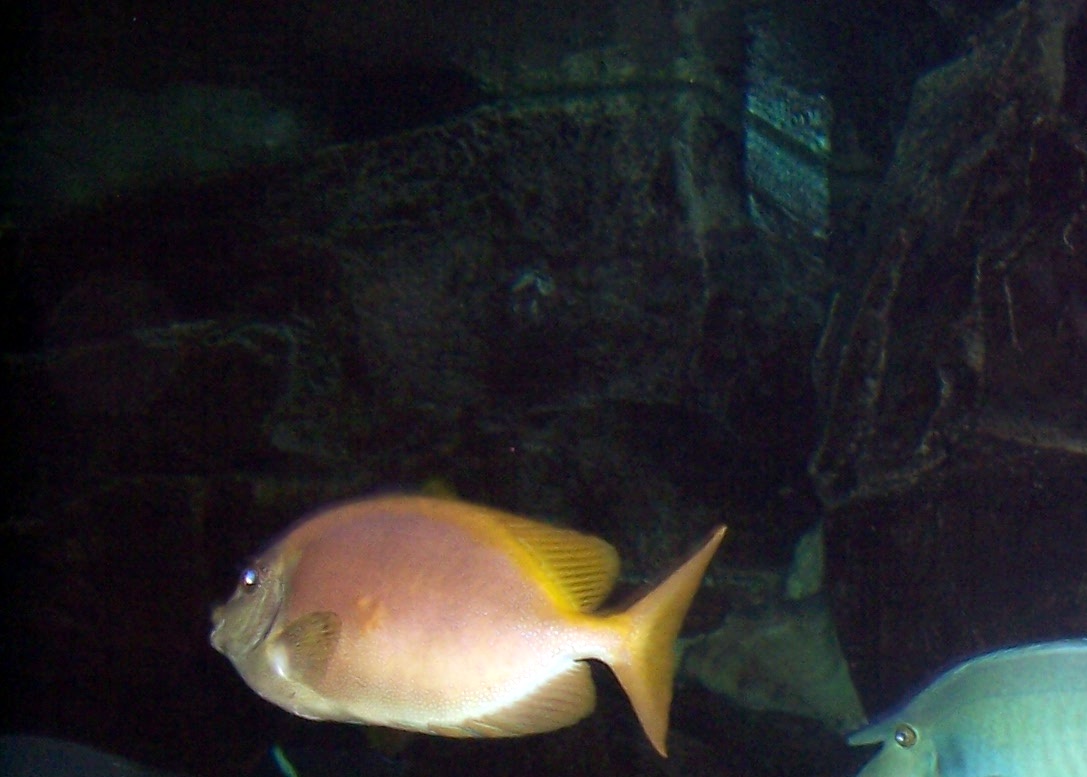 Spotted Surgeon Fish | Project Noah