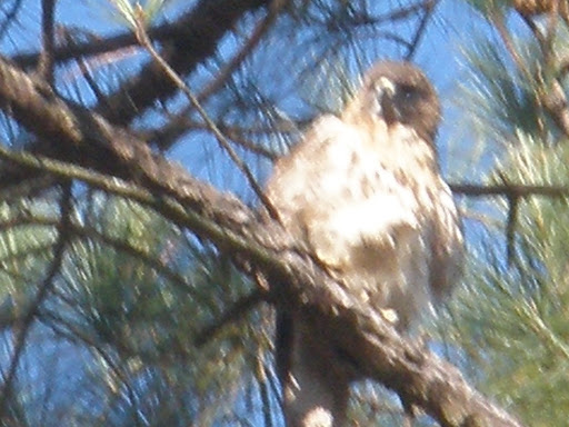 Please help me identify this big ol' bird. | GON Forum