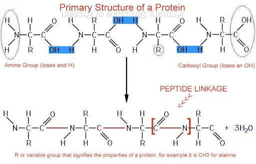 Grease Those Wheels...@: Biology (Biological Molecules)