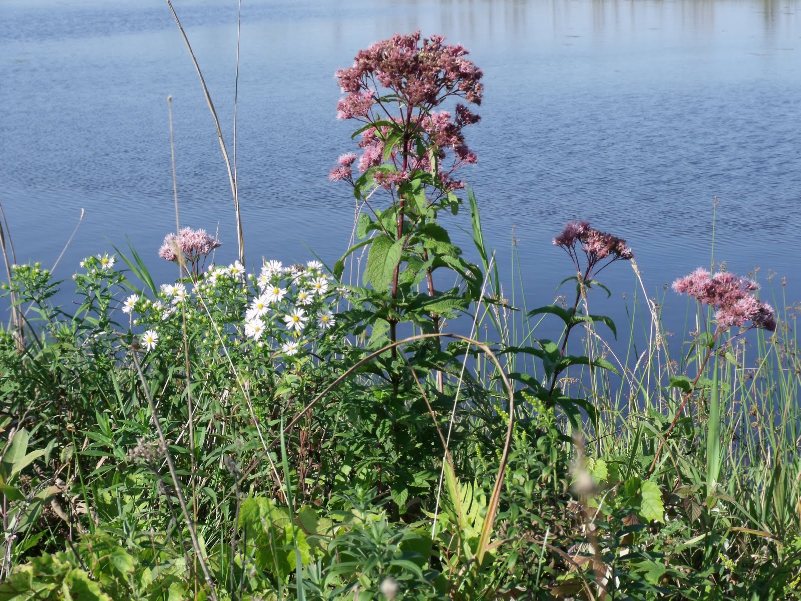 Northern Information Sights: Tuttle Marsh