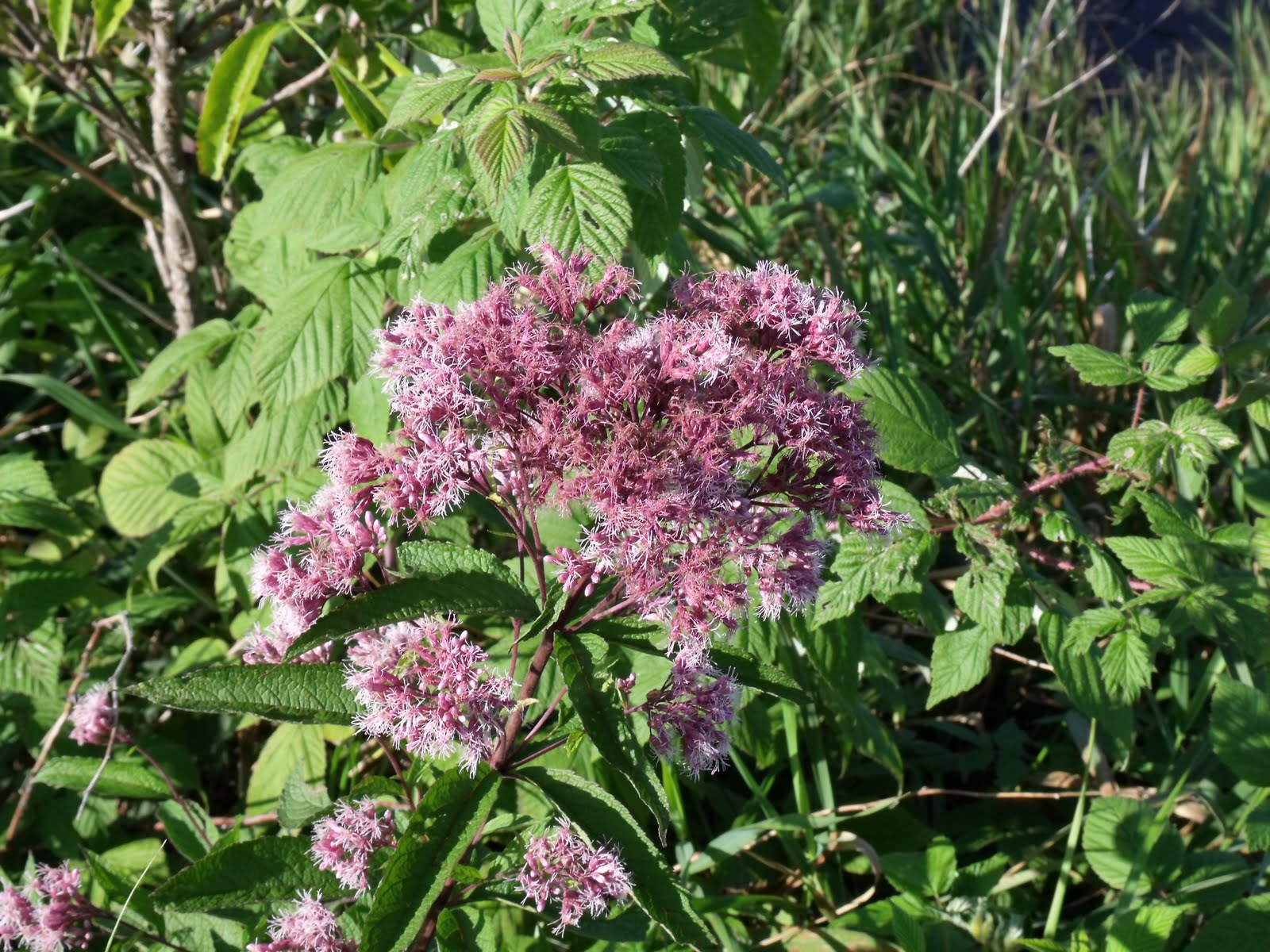 Northern Information Sights: Tuttle Marsh