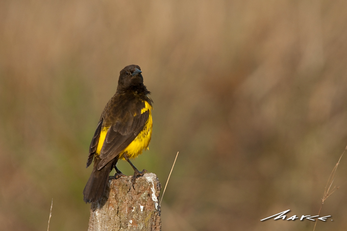 Aves del Nea: Pecho amarillo grande (Yellow rumped marshbird)