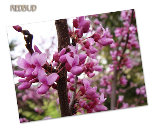 Flowering Trees For Spring | Home Garden Companion