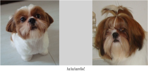AuAuAurelio! [cães]: Tosa bebê forever!