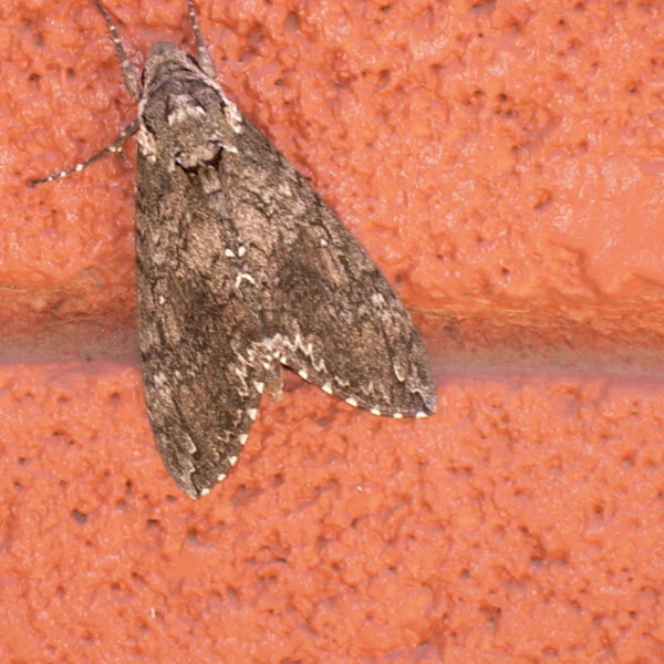 Spotting | Project Noah