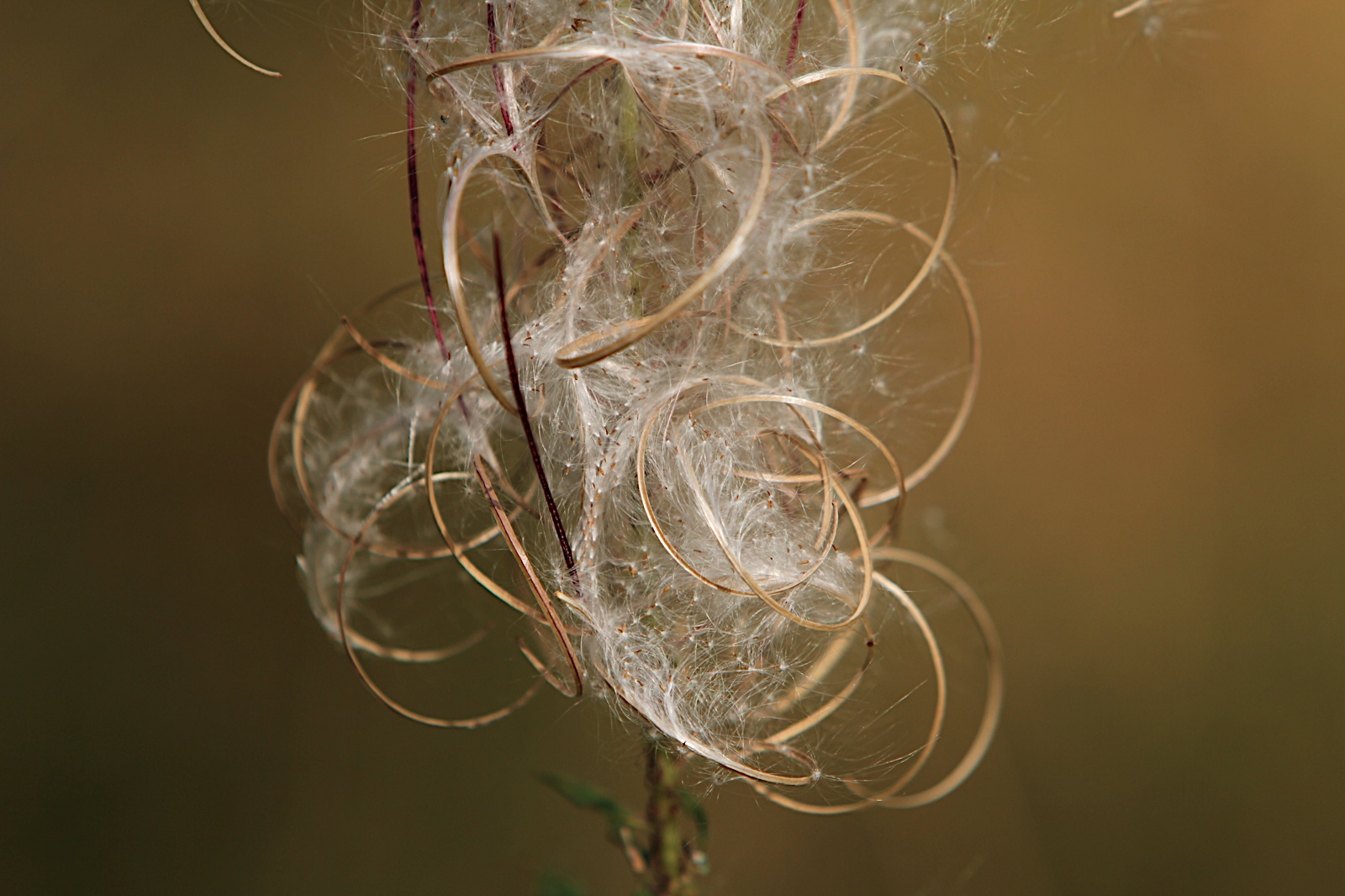 justamomentpixels: Feathery seeds