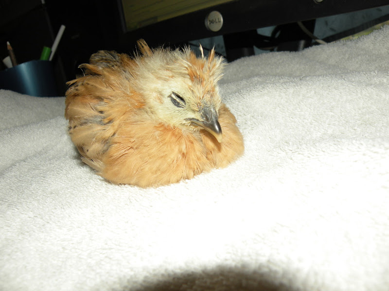 Chicks in brooder with very sharp beaks...should i trim? | BackYard ...