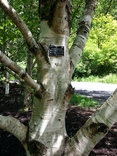 Heritage Tree White Barked Himalayan Birch Portal in Portland Heights ...