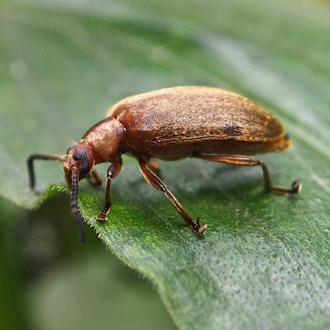 Long-jointed Beetle | Project Noah