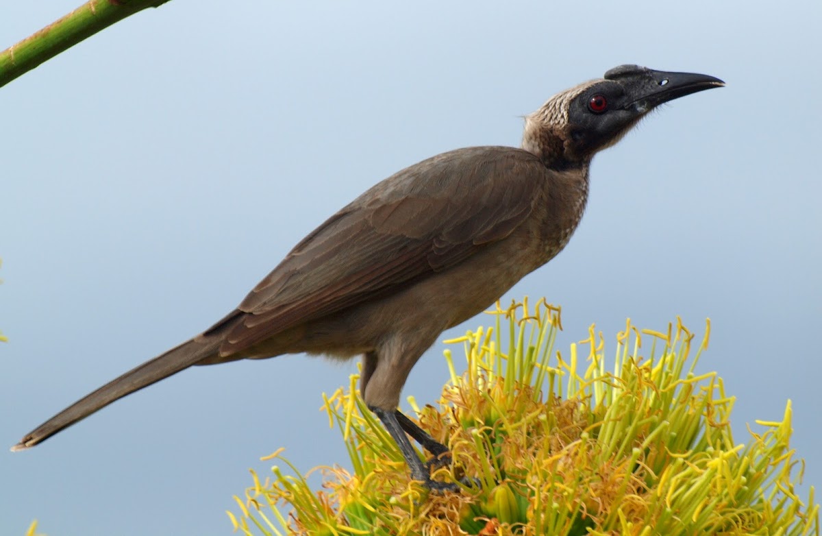 Helmeted Friarbird | Project Noah