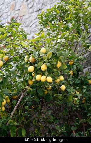 @@معلومات عن شجرة اليمـــــــــــــون@@ | القاموس الزراعي