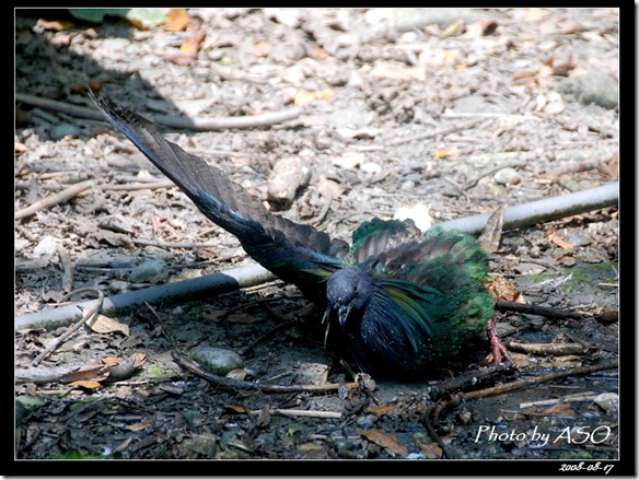 美麗一瞬間: 尼柯巴簑鳩(Nicobar Pigeon)