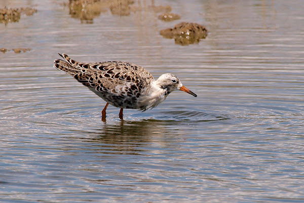 Combatiente (Ruff) | Project Noah
