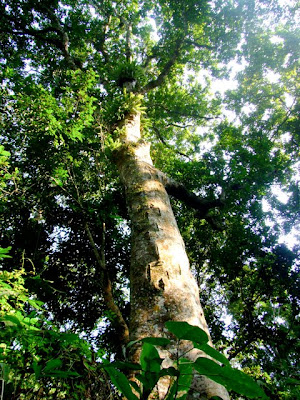 Satchari National Park | ESCAPE FROM CITY