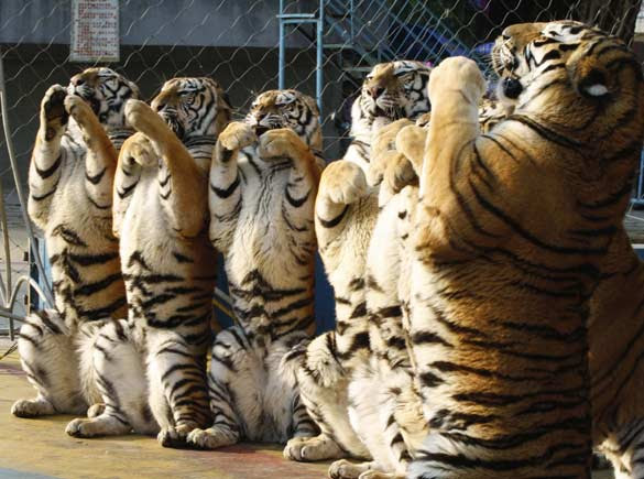 Fr Peter's Blog: Do animals pray?