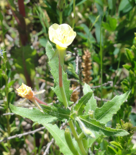 Cutleaf Evening Primrose | Project Noah