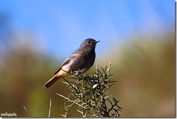 FOTO NATURA ARNEDO: Tizones en verano y en invierno con nieve.