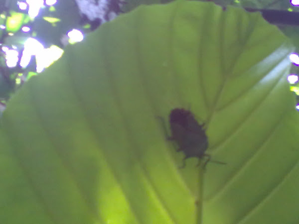 Shield Bug | Project Noah