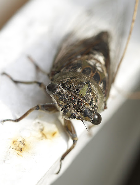 Robinson's Annual Cicada | Project Noah