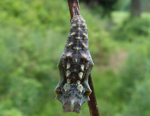 Question Mark Butterfly Chrysalis | Project Noah