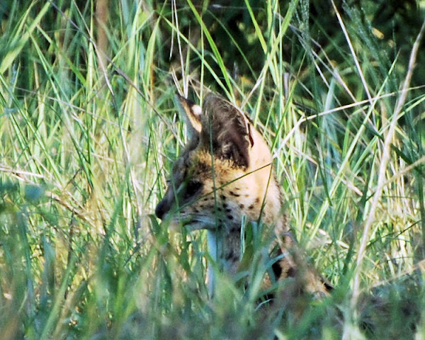 Serval, Tierboskat | Project Noah