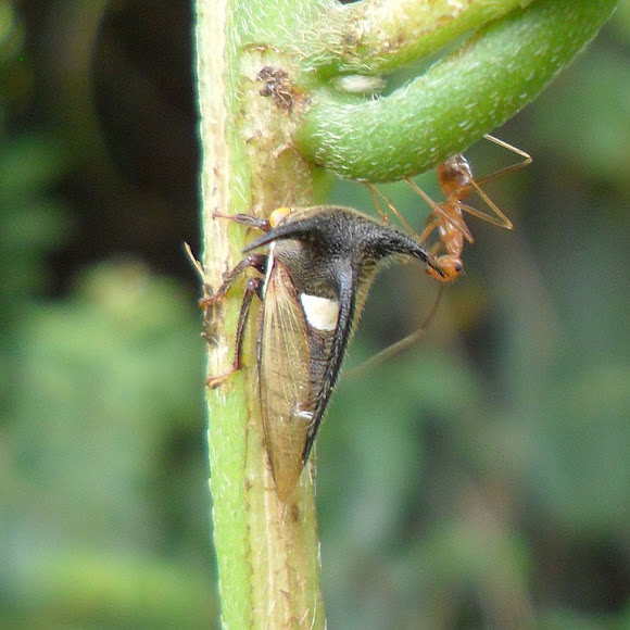 Thorn Mimic Treehopper | Project Noah