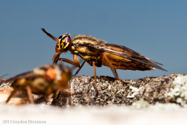 Deer Fly | Project Noah