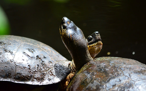 Tortuga negra de rio | Project Noah