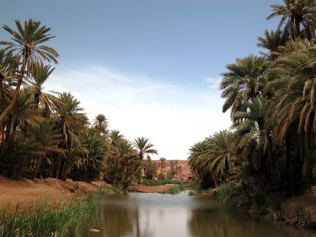 Tiout: zones humides-Oasis Naama