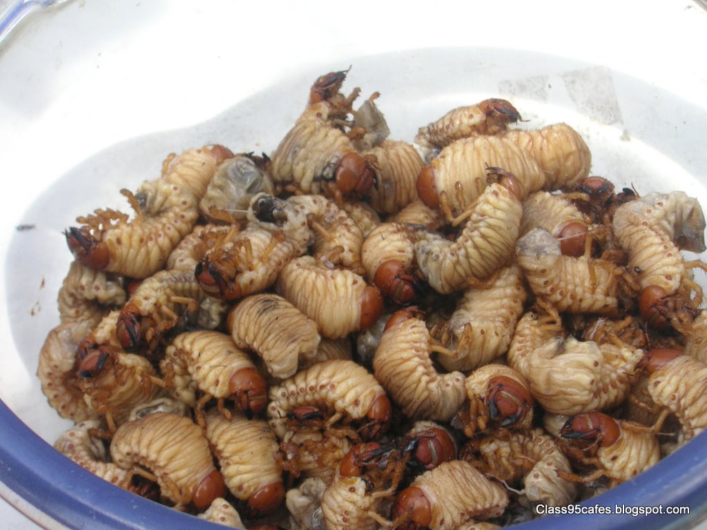 Class95cafe What is this website All about?: Exotic Food Abalin or ...