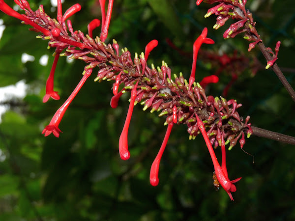 Firespike | Project Noah