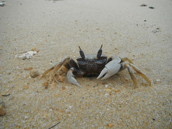 horn-eyed ghost Crab | Project Noah