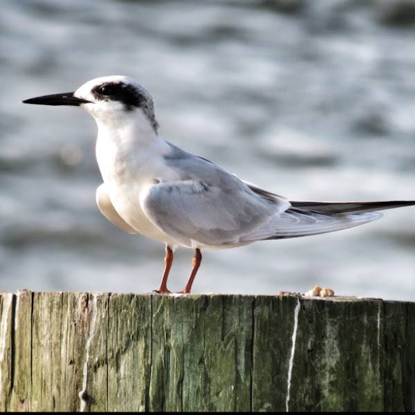 Forster's Tern | Project Noah