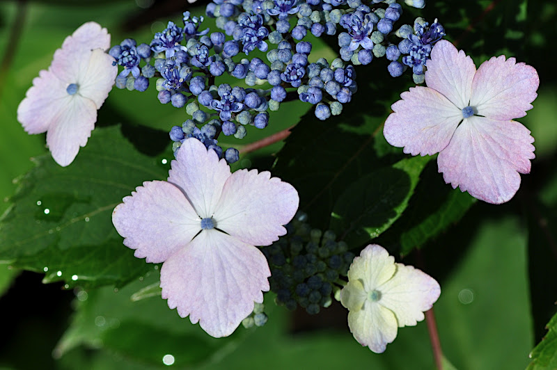 A Photography Addict's Showcase...: Lace-cap Hydrangea in Sunlight ...