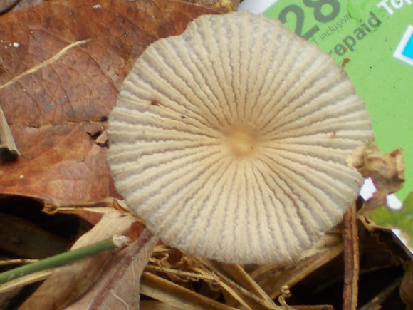 Pleated Inkcap | Project Noah