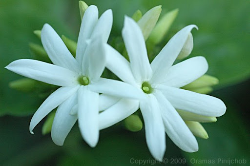 My Tropical Flowers: The Simply Beautiful 'Star Jasmine'