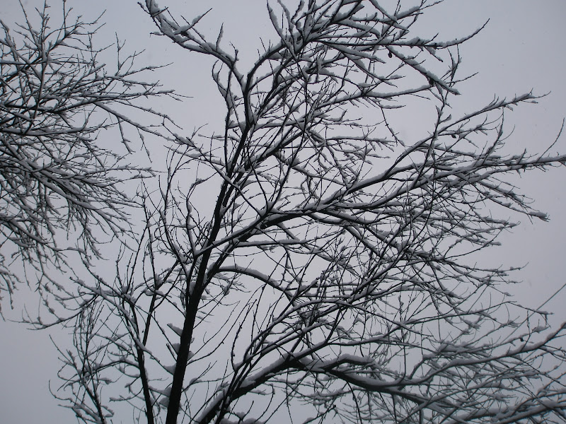 Ştiri Beiuş: 01.12.2009 - 01.01.2010